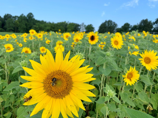 Dove Kandy ($50 / bag)
