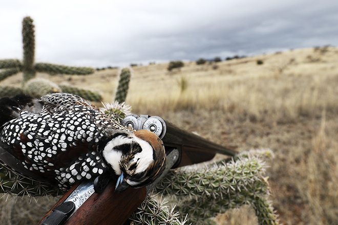 Chad Love is editor of Quail Forever Journal