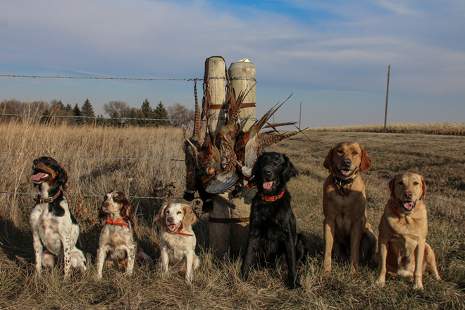 What Are Bird Dogs