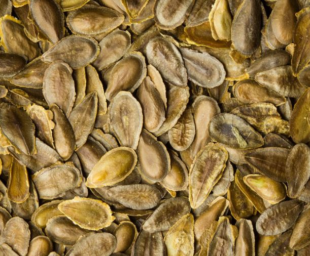 Above: Handul of milkweed seeds.