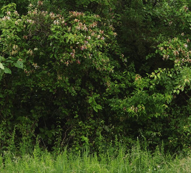 Callery pear tree with japanese honeysuckle climbing its branches and ...