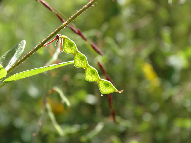 Desmodium_Seed_National_Bobwhite_Conservation_Initiative.jpg
