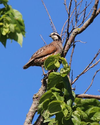 Quail Forever Volunteers Launch New Chapter in Eastern Missouri
