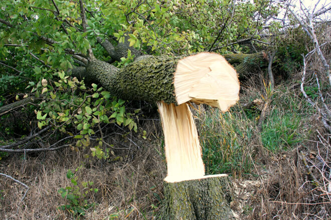 Hinge cutting technique