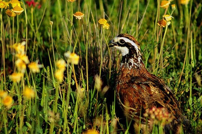 EXCELLENT PUBLIC HUNTING OPPORTUNITIES