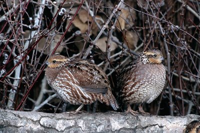 Quail Forever Volunteers Launch Local Chapter in the Heart of Texas