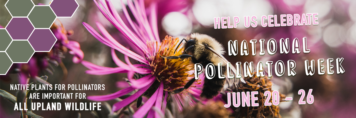 Native Plants for Pollinators: Building Habitat at Home