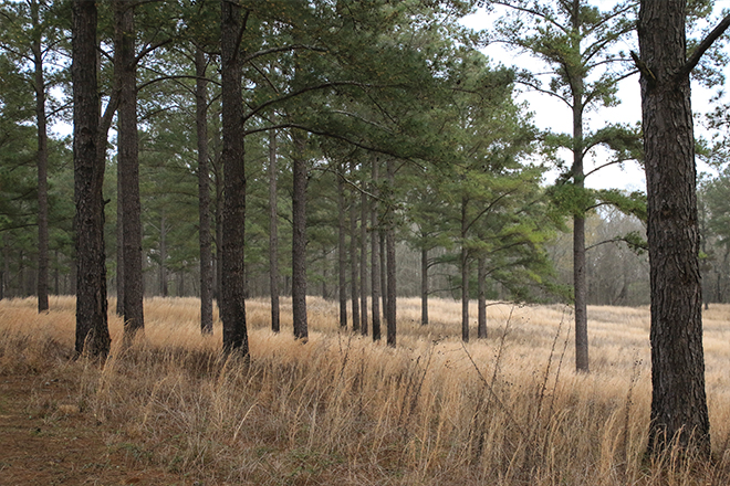 For more information on Call of the Uplands, please visit ...