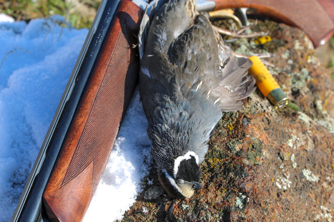 d94b7ffc-75b6-453c-8c73-e3f44fac499e