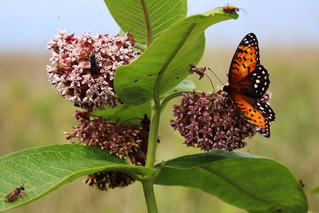 A ll kinds of pollinators utilize milkweed.