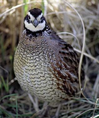Moving Mountains for Bobwhites: Ozark Mountain Quail Forever Forms in Ark.