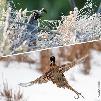 Quail Forever Annual Report: 1.7 Million Wildlife Habitat Acres ...