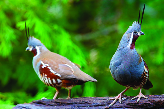 Mountain Quail