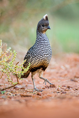 ScaledQuail