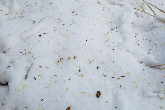 Native seed broadcast on top of fresh snow. Photo by Josh Marshall.