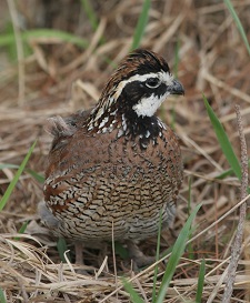 Quail Forever Annual Report: 202,630 Wildlife Habitat Acres Conserved ...